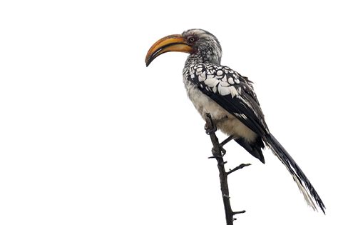 Southern Yellow Billed Hornbill Holmen Birding Safaris