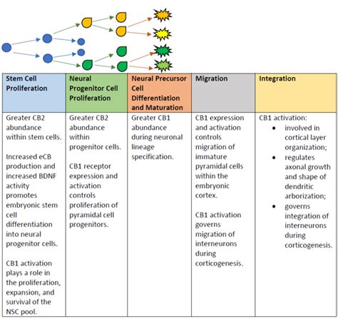 This Table Depicts The General Stages Of Developmental Neurogenesis At Download Scientific