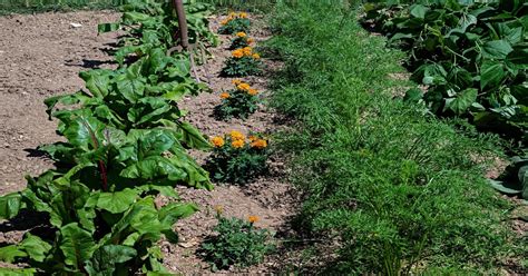 Carrot Companion Plants Best And Worst Giy Plants