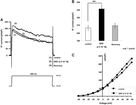 Effect Of Srif On The Voltage Gated K Current Voltage Gated K Currents