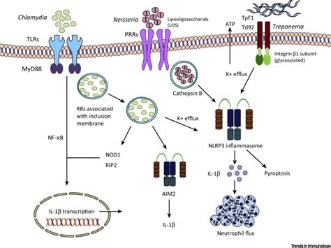 Integrating Inflammasome Signaling In Sexually Transmitted Infections Pmc