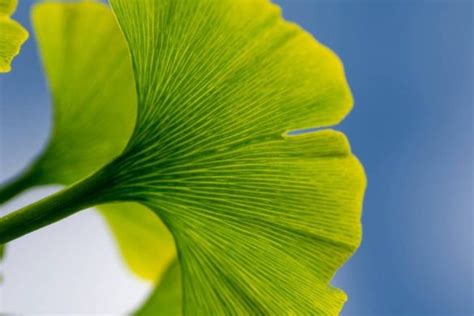 10 Facts About Coniferophyta