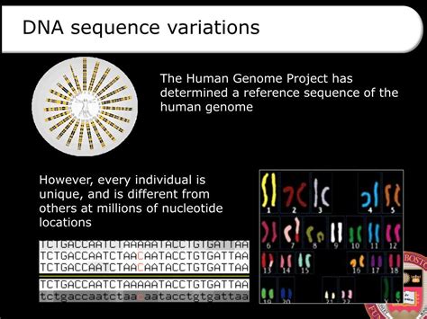 Ppt Bioinformatics For High Throughput Dna Sequencing Powerpoint Presentation Id 2313430