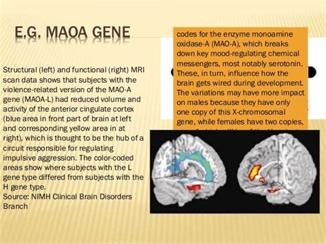 Genetics And Aggression A2