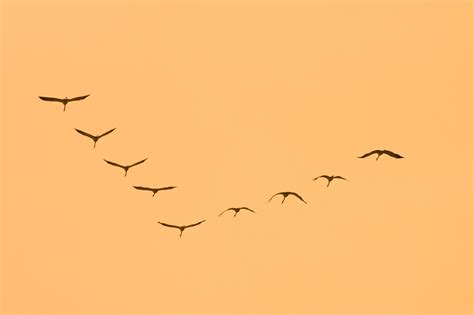 Как нарисовать стаю журавлей в небе