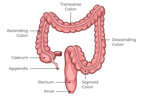 Colon
