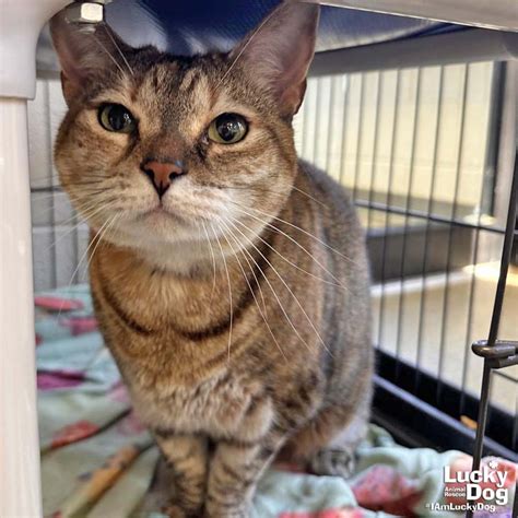 Cat Adoption In Washington Dc 20002 Domestic Short Hair Tabby