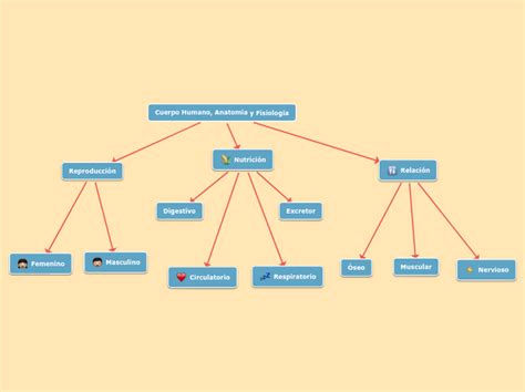 Cuerpo Humano Anatomía y Fisiología Mind Map