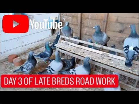 Wednesday 25th Oct 2023 Training Day No 3 For The Late Breds