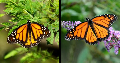 What Is Batesian Mimicry Gulo In Nature