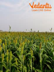 Crop And Plant Key Concepts Terms Examples Explained