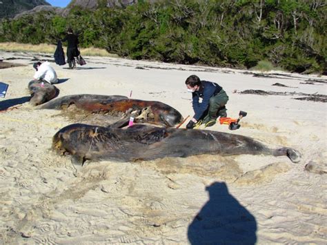 Codeff preocupado por masiva muerte de ballenas en Archipiélago Las Guaitecas y Parque Nacional