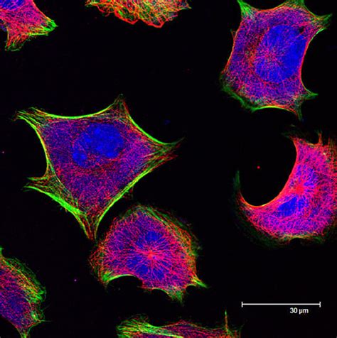 Microscopy Murine B16 Cells