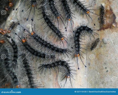 Worms On The Tree Trunk Stock Image Image Of Black 227115125