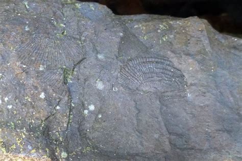 Brachiopod Fossil In Fine Grain Gray Sandstone Rock Stock Image Image Of Period Caused