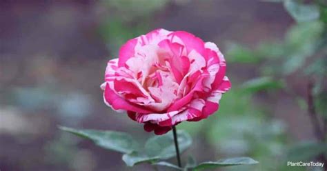 The Best Rose Fertilizer For Beautiful Abundant Blooms