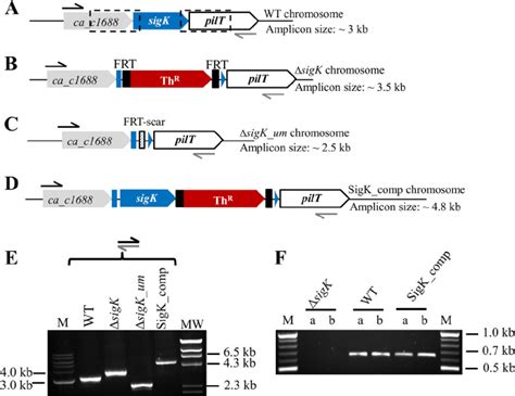 Deletion Complementation And Confirmation Of Double Crossover