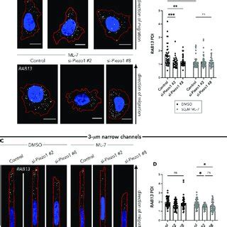 The Piezo1 Channel And Myosin Activity Function Redundantly To Regulate