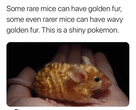 Shiny Pichu R Wholesomememes