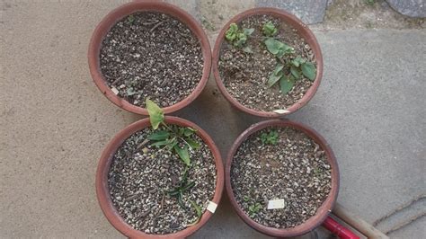 サクラソウの植え替え すずにわ日誌