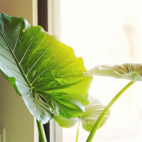 Alocasia Calidora Care - In Depth Guide | Plantophiles