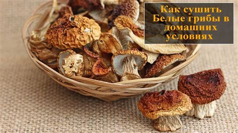 Как в домашних условиях сушить белые грибы Youtube
