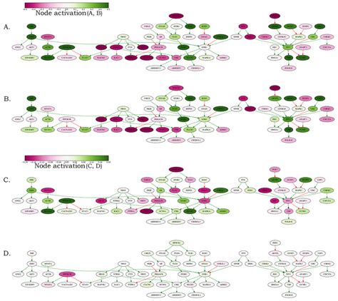Schematic Representation Of The Mycn Amplification Molecular Pathway