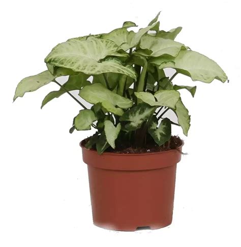 Syngonium 'White Butterfly' 12cm - Cowell's Garden Centre | Woolsington