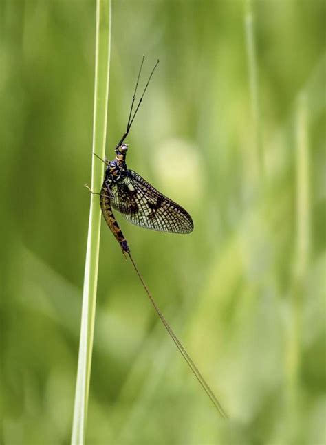 Love Is In The Air As Mayflies Emerge Sudbury Common Lands Charity