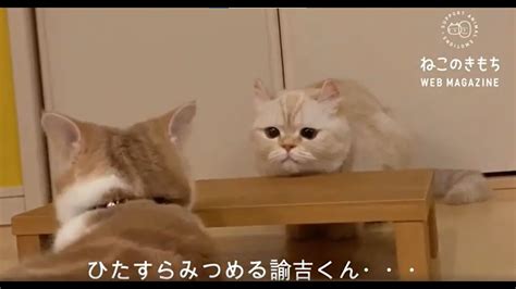 「それなにしとるん？」ナゾめいた遊びに心奪われる猫たち【いぬねこライター動画部】 Youtube