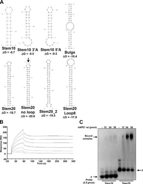 Figure 1 From Role Of The Unstructured N Terminal Domain Of The Hape1