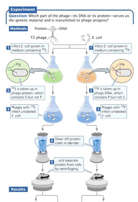 Solved Experiment Question Which Part Of The Phage Its Dna
