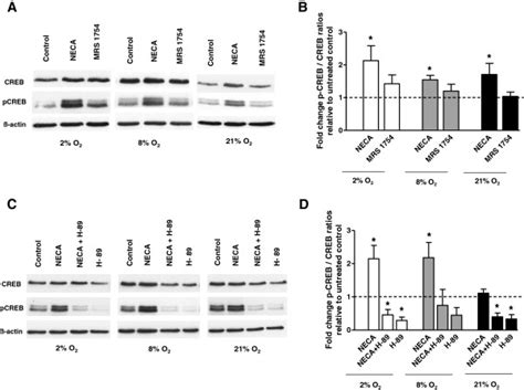 Effect Of Neca And The Pka Inhibitor H 89 On Creb Phosphorylation In