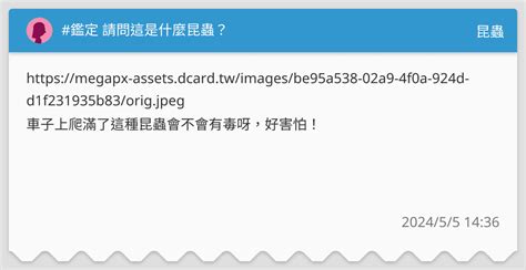 鑑定 請問這是什麼昆蟲 昆蟲板 Dcard