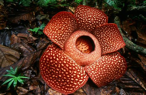 Rafflesia Flower Smell