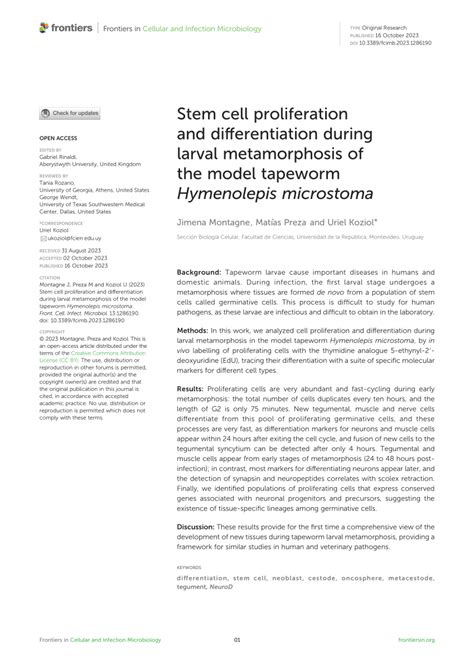 Pdf Stem Cell Proliferation And Differentiation During Larval