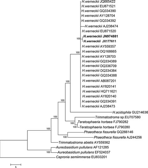 Identification Of Hortaea Werneckii Isolated From Mangrove Plant