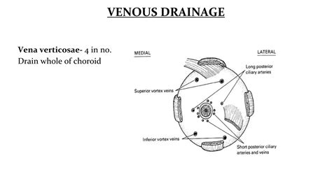 Anatomy Of Uvea Pptx