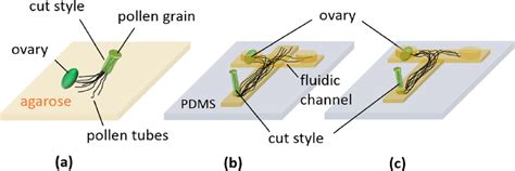 Chemotropism In Plants