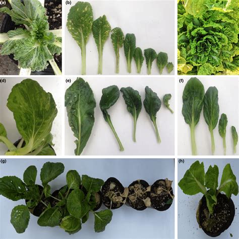 Symptoms Of Tumv In Brassica Crops A C Brassica Rapa Chinese Download Scientific Diagram