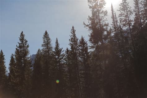 무료 이미지 나무 숲 잔디 황야 분기 산 눈 겨울 안개 햇빛 아침 잎 가을 날씨 어둠 시즌 삼림지 서식지 생태계 자연 환 경 대기