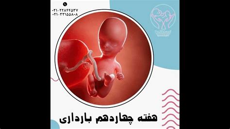 هفته چهاردهم بارداری دکتر مریم ایلخانی Dr Maryam Ilkhani Youtube