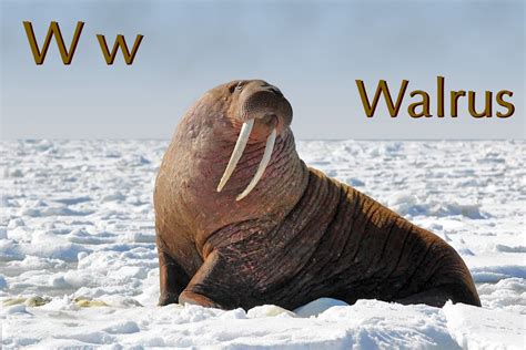 NixPages: THE WALRUS