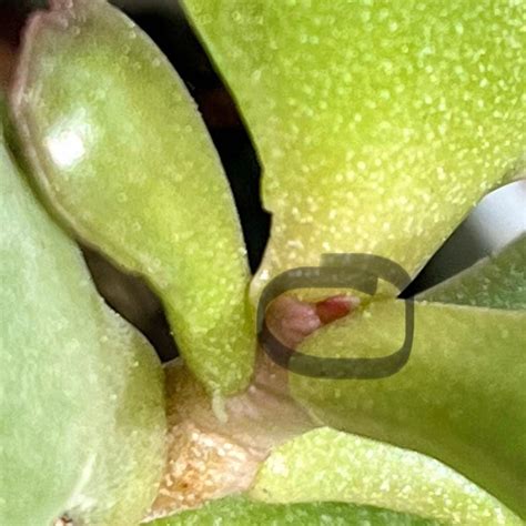 Crinkle Leaf Plant Care 101 Water Light And Growing Tips