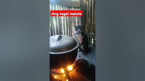 Pusa Na Ang Nagsaing Youtube