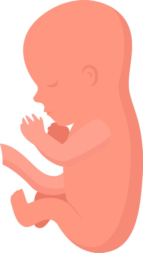 胎儿 婴儿 人类 免费矢量图形pixabay