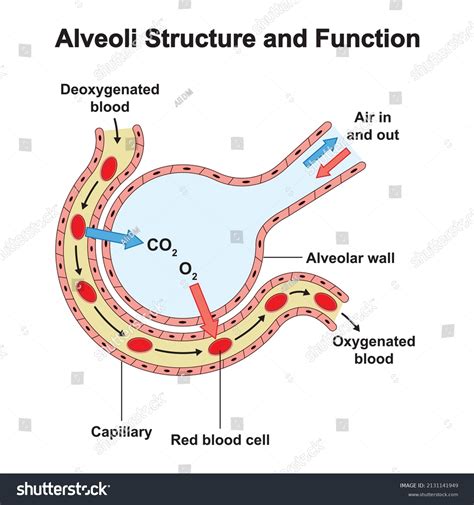 Scientific Designing Alveoli Structure Function Alveolus Stock Vector