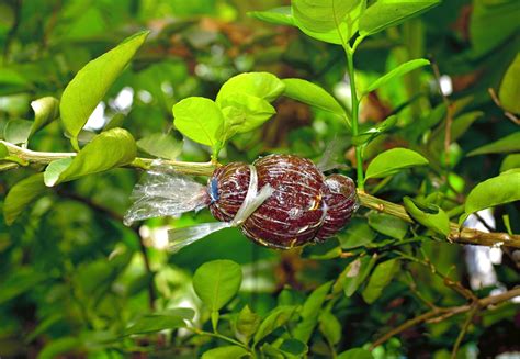 Oospore Biology Britannica