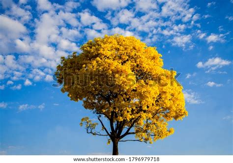 5 185 591 Yellow Tree Stock Photos Images Photography Shutterstock