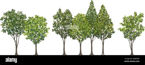 Green Trees And Shrubs Vector Illustration Set Isolated On A White